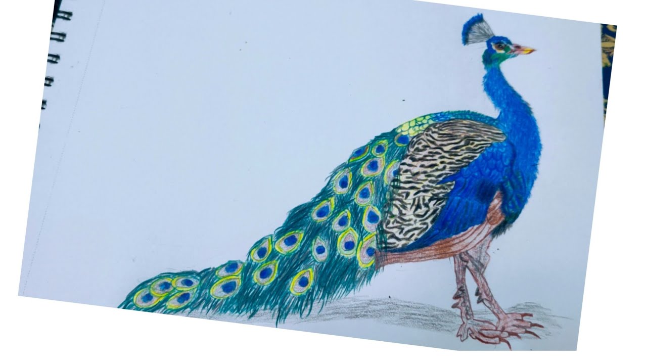 How to draw a realistic peacock 🦚 step by step detailed tutorial #art # ...