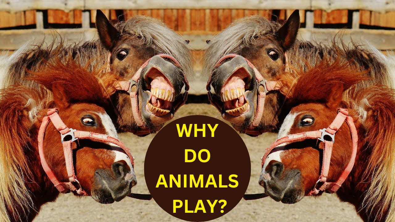 Why Do ANIMALS Play? 🐾🤔 - YouTube