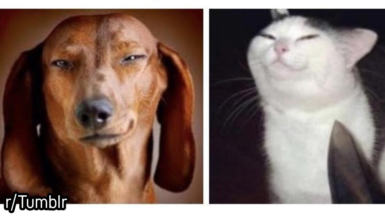 r/Tumblr | Smirks Smirkingly - YouTube