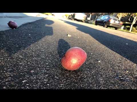 P3 2017 AP Stats Final Project   Sprouting Spuds