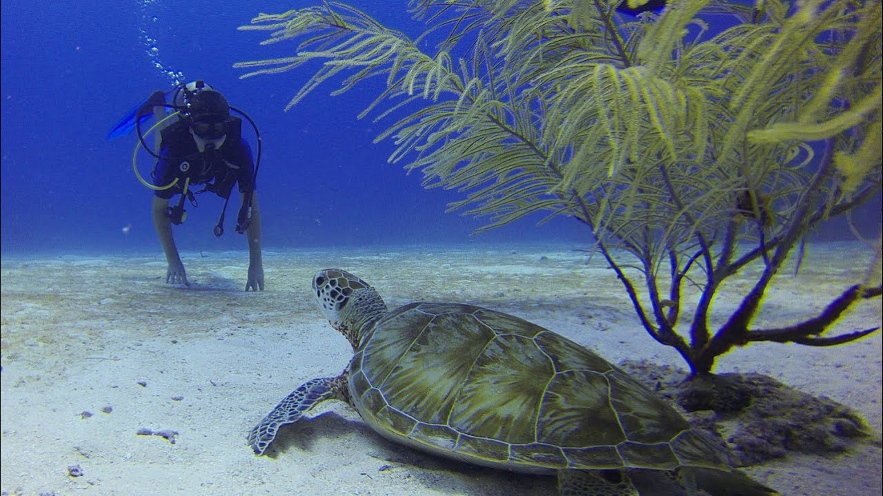 Underwater ambience sounds | Scuba Diving | Deep Ocean footage - YouTube