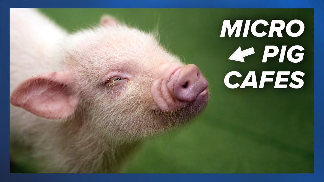 Cuddle with a micro pig about $15 at these micro pig cafes in Japan ...