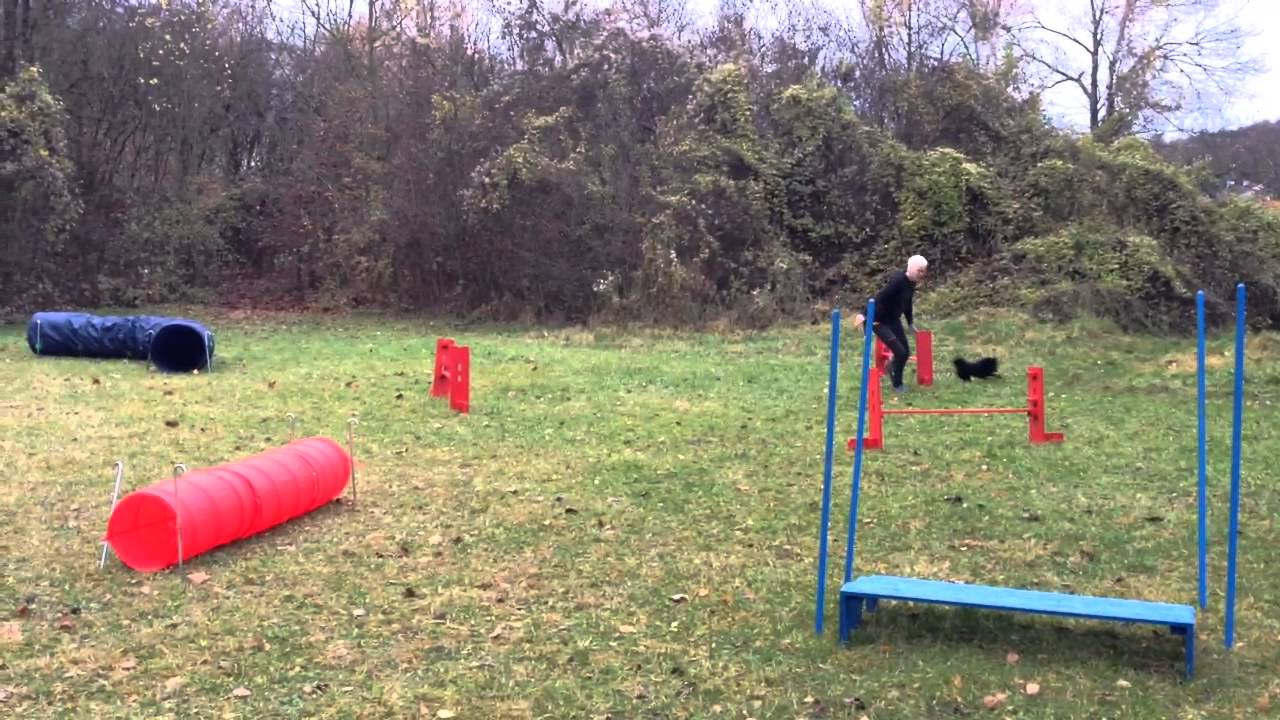 Trinity/schipperke-third lesson agility - YouTube