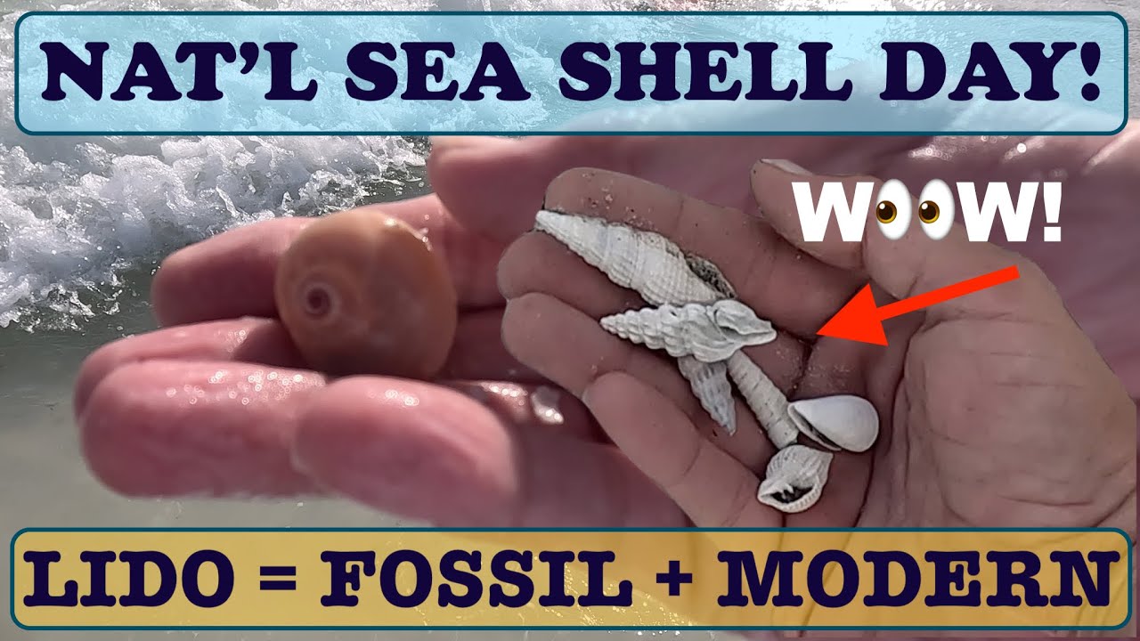 LIDO National Seashell Day! Finding both Fossil & Modern shells at Lido ...