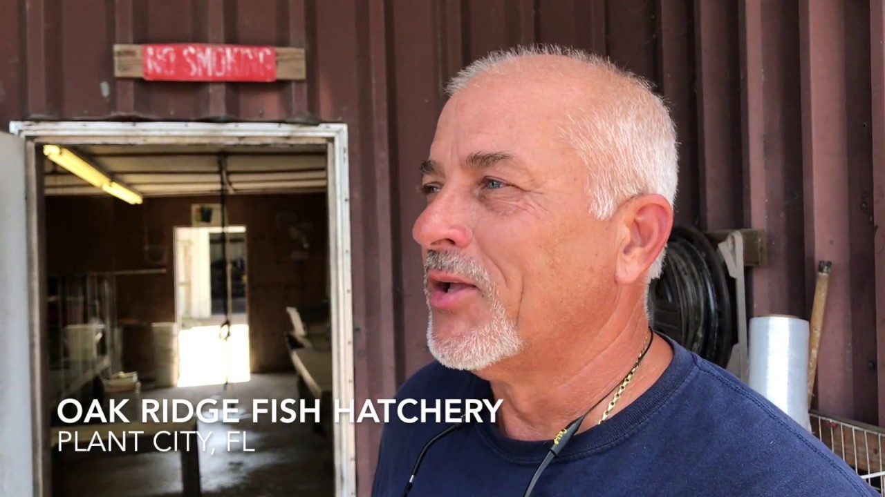 Ad Oak Ridge Fish Hatchery - YouTube