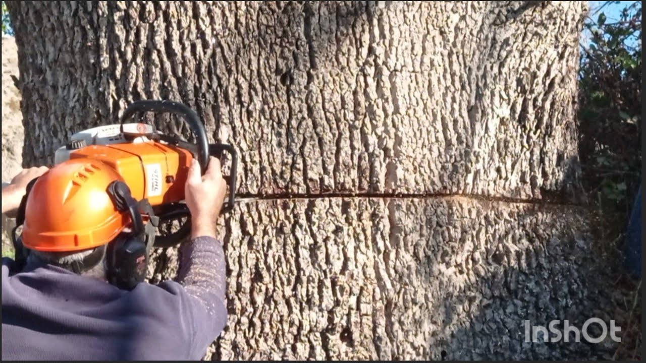Cutting down a large oak tree...Stihl880 / Stihl 660... - YouTube