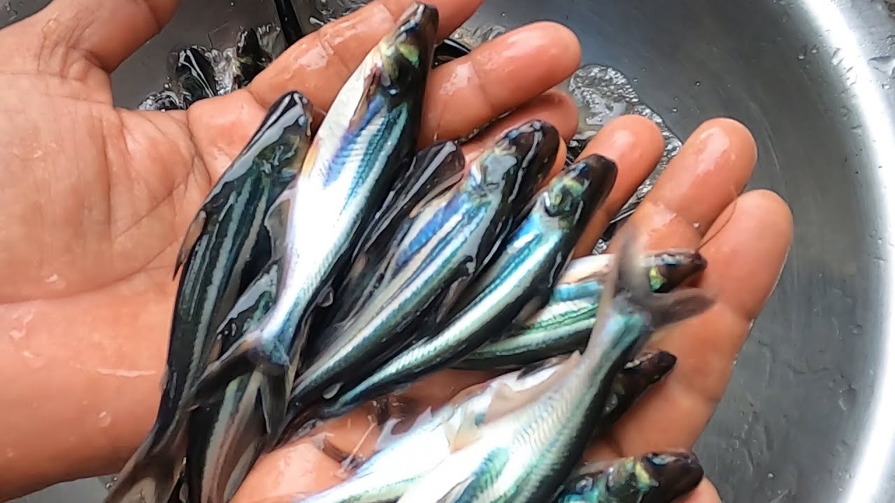 pangas fish pona 5 taka | 01726091285 - YouTube