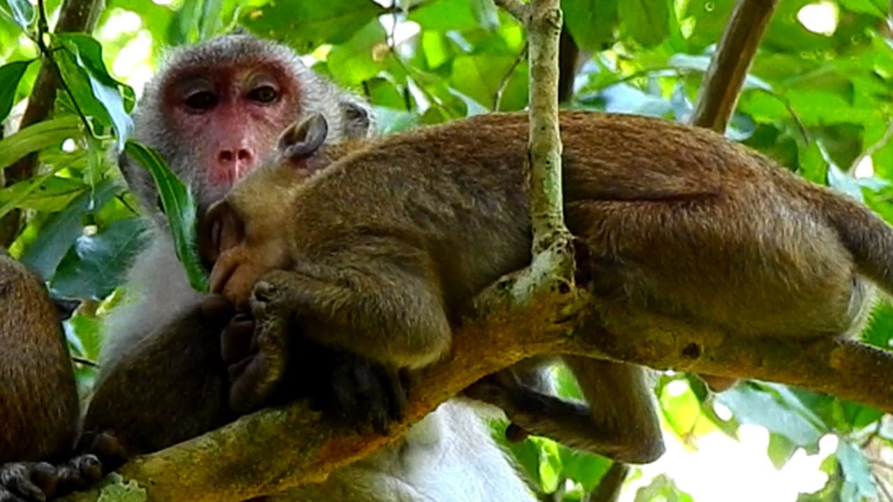 Successful.. Jody Monkey Decide Making Peace Sleeping On Sister Like ...