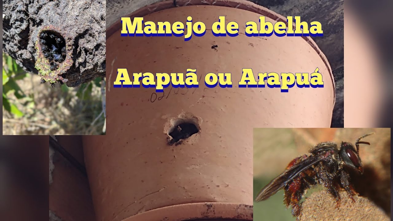 Como criar abelha Arapuá - YouTube