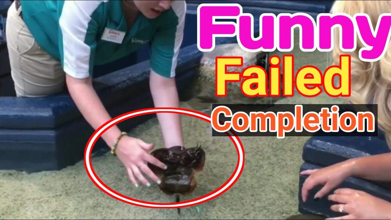 funny failed completion videos||latest funny viral videos||best funny ...