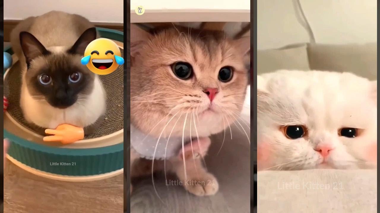 Funniest Cat 😸 funny cats talking 😾 #CatsInc Episode 9090 - YouTube