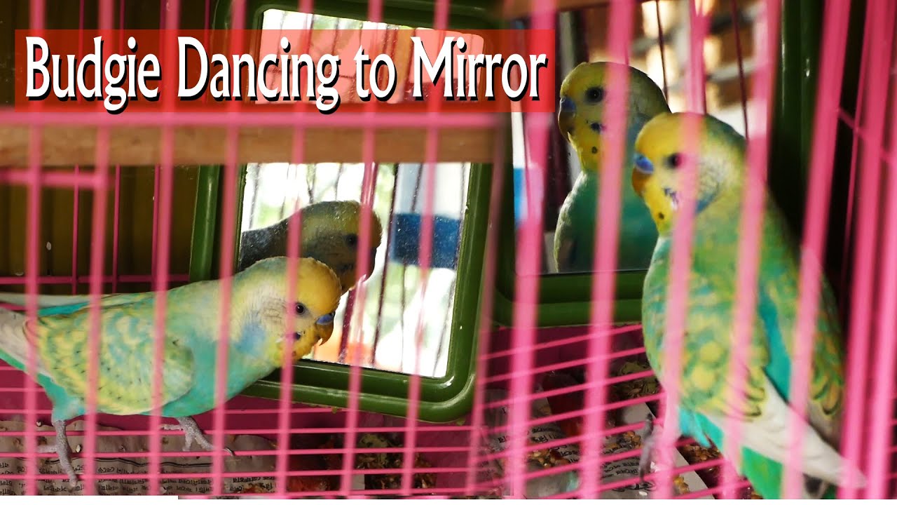Budgie Dancing to Mirror, Parakeet Sounds - YouTube