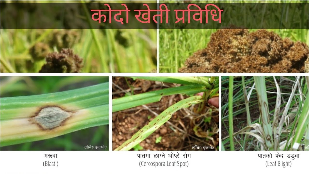 कोदो खेती- Kodo kheti - YouTube