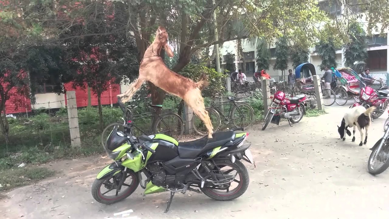 bangladeshi goat stunt on a motorbike - YouTube