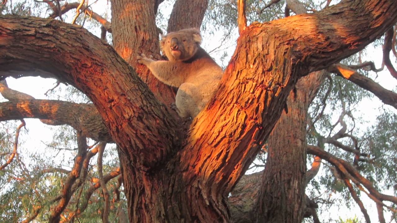KOALA in my Beautiful NICOLI Peppermint Gum Tree - YouTube