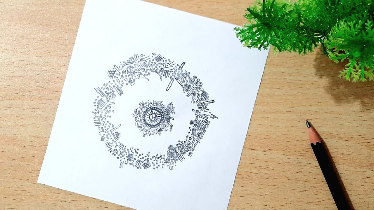 How to draw a Echinus || step-by-step || biology - YouTube