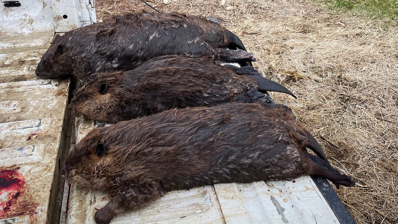2023 Spring Beaver Trapping (DOUBLED UP) - YouTube