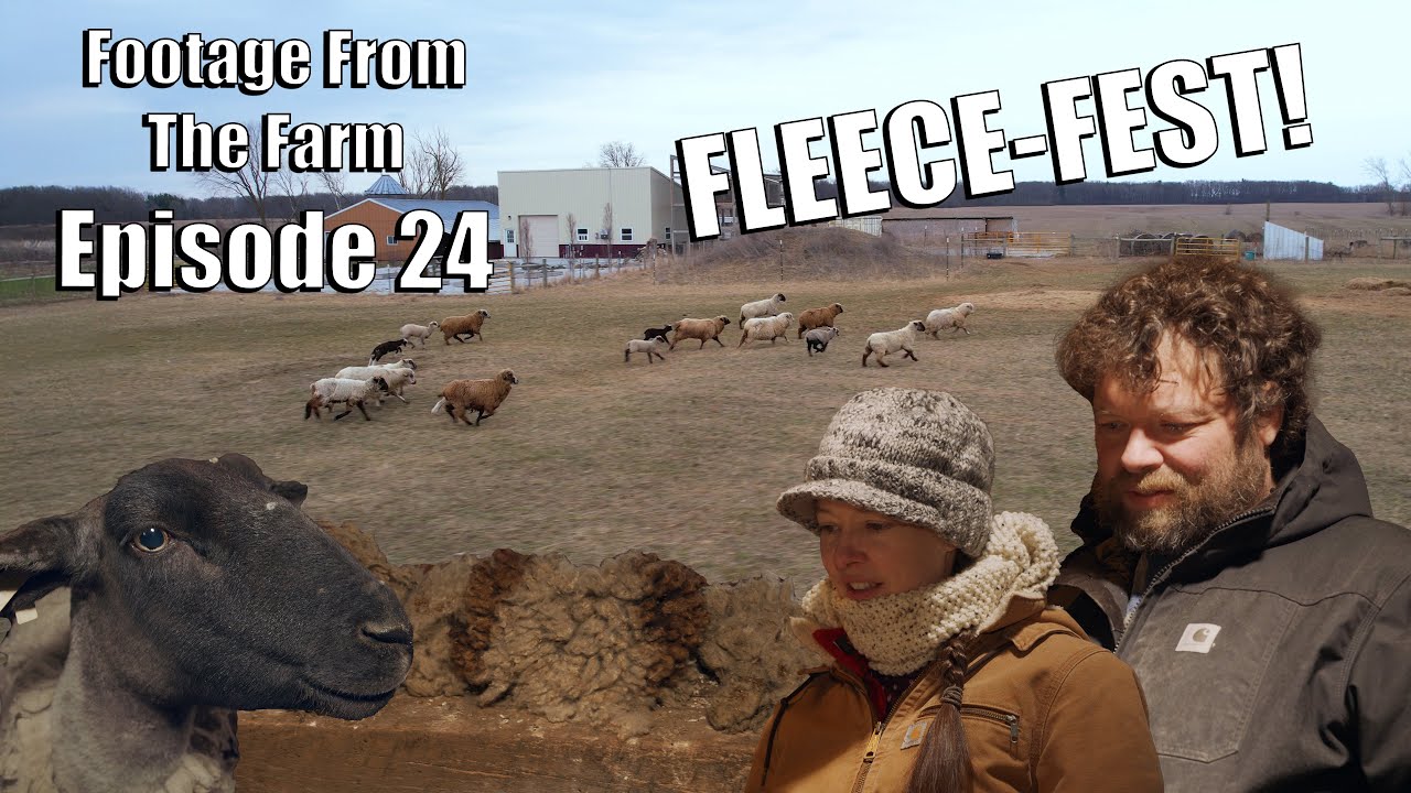 Footage From The Farm: Episode 24 - Sheep Shearing Day on Pol Farm 🐑 ️ ...