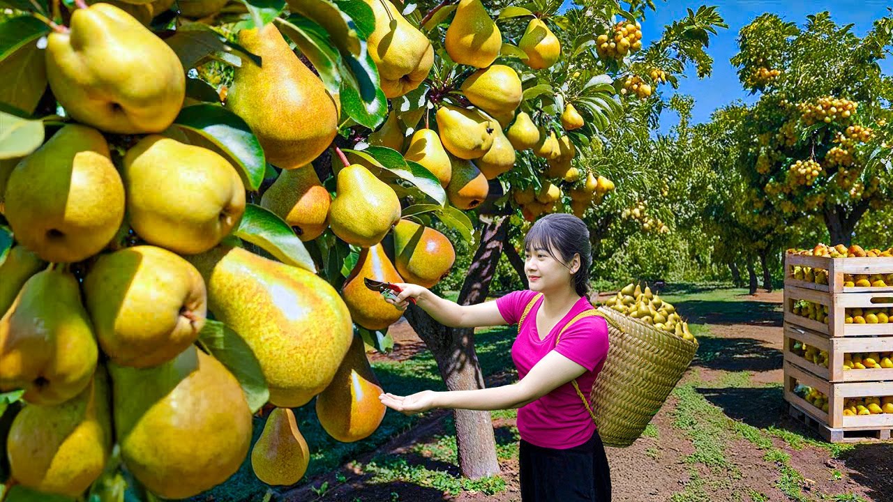 Ly Trieu Ca: Harvesting Sweet Giant Tropical Pears - Recipe Traditional ...