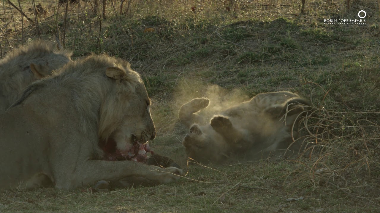 Safari Diaries: Male Lion Teaching Cub a Lesson - YouTube