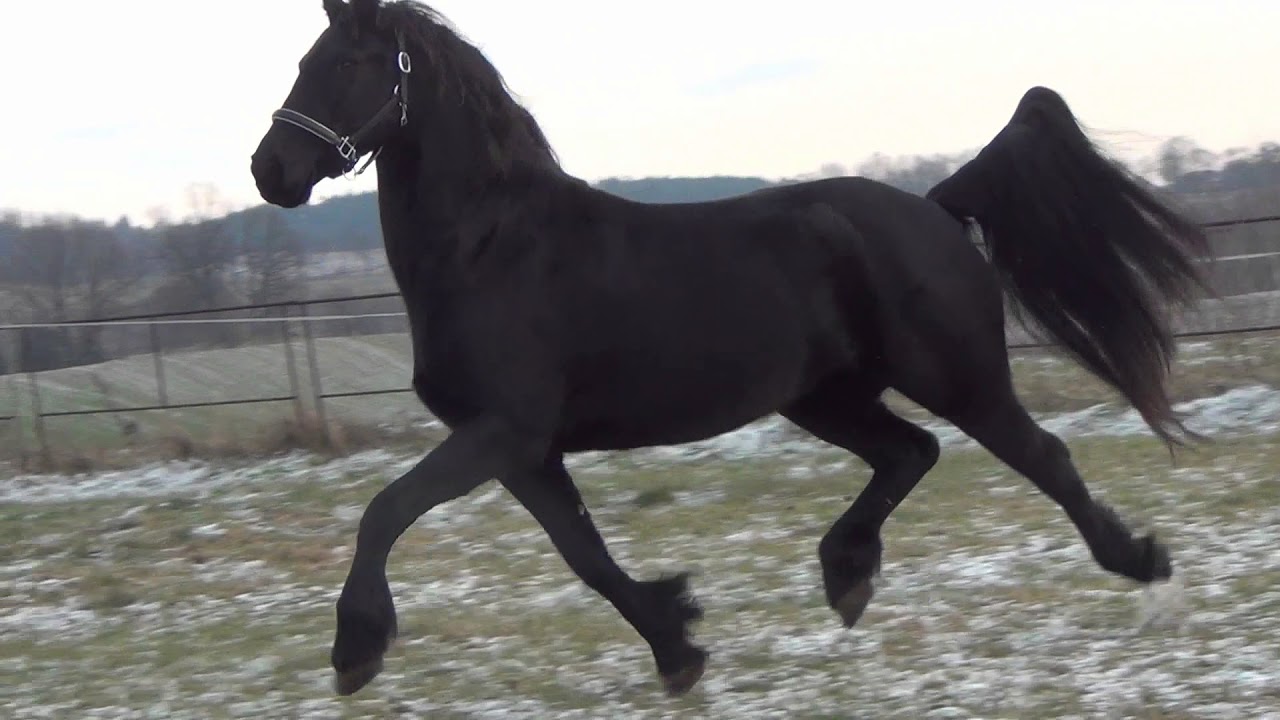 kl. Cerera "z Moreny" (Wigle vb ster x Brandus 345 stb sport +pref ...