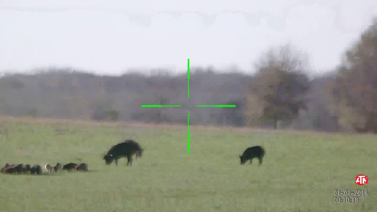 Robertson County Texas Hog Hunting - YouTube