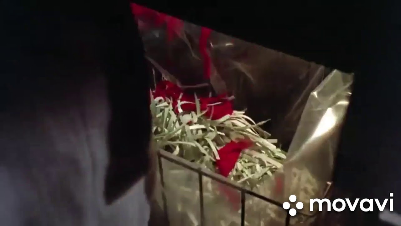 Gremlins 2 The new batch (1990) Kill count - YouTube