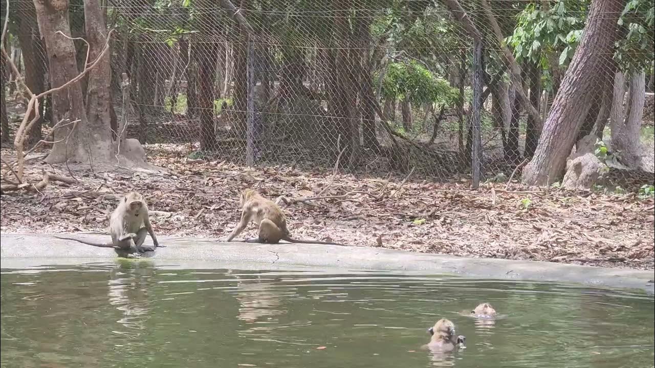 monkeys swimming - YouTube