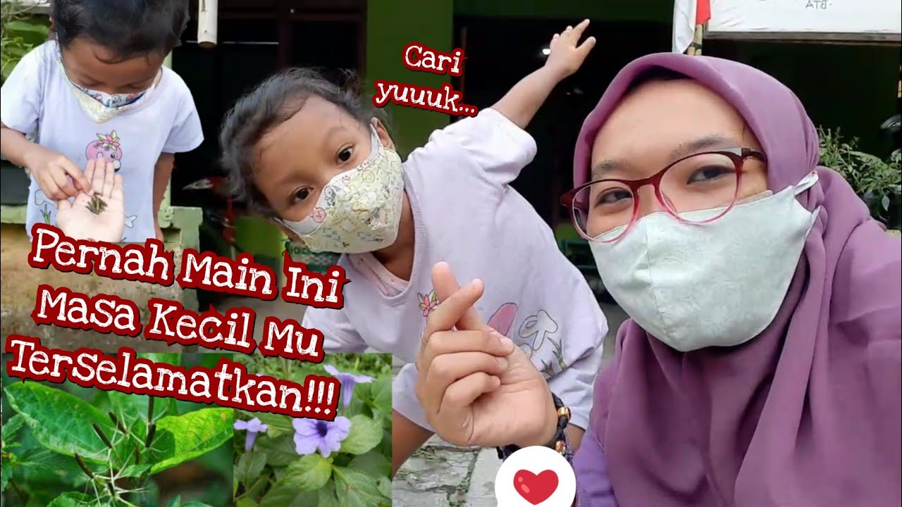 TAHU INI Cari Biji Bunga Kencana Ungu Buat Mainan Bocil | Ruellia ...