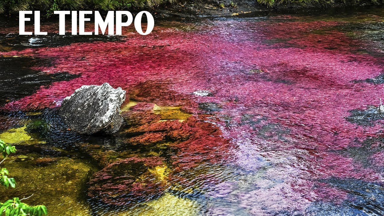 10. El río de los cinco colores | Especies: una nueva expedición | EL ...