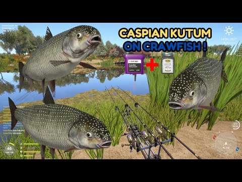 Russian Fishing 4 - The Akhtuba River. SUPER GUIDE KUTUM ! ! ! - YouTube