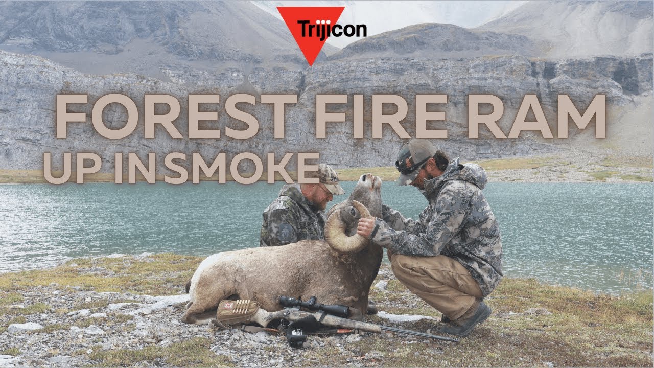 The Forest Fire Ram: Up In Smoke! Alberta Bighorn Sheep - YouTube