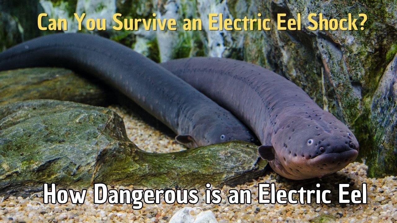 How Dangerous is an Electric Eel | Can you survive an electric eel shock? - YouTube