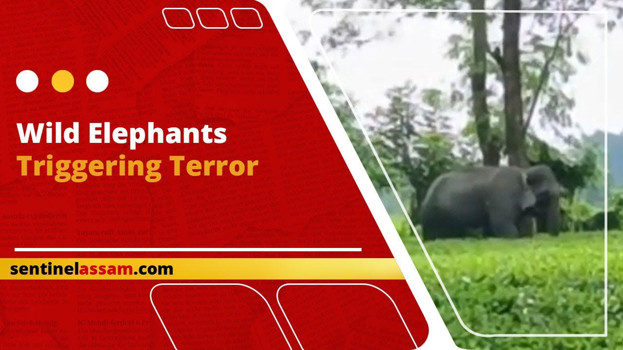Wild Elephants Triggering Terror - YouTube