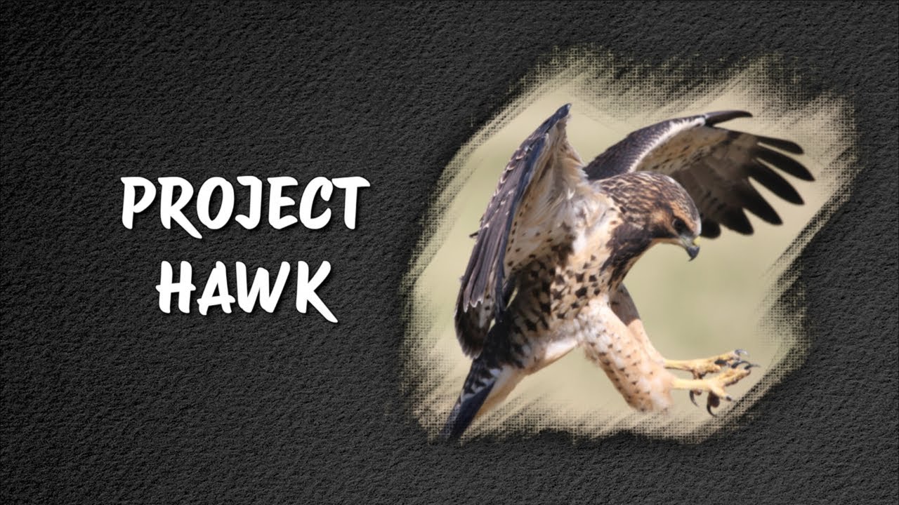 Project Hawk: A Swainson's Hawks Story | grafxbylisa - YouTube
