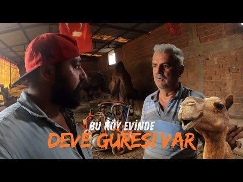 EGE’DE DEĞİŞİK BİR KÖY DÜĞÜNÜ - Bu Evde Develer Güreş Yapıyor