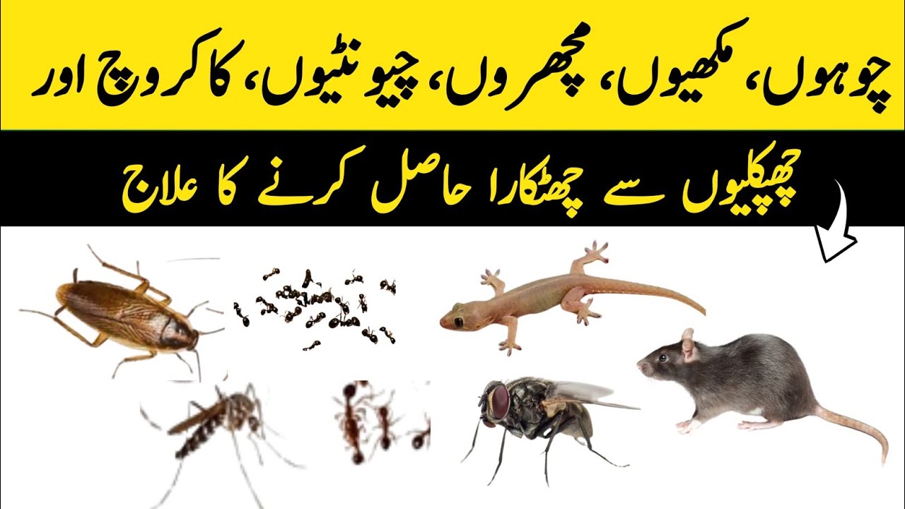 In only 5 minutes the entire house's ants, cockroaches,mosquitoes,flies ...