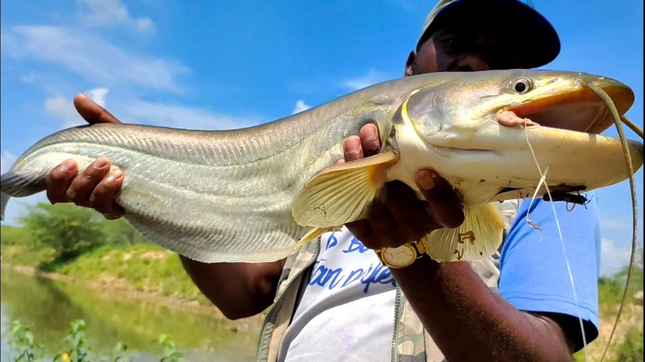 💥Fish Catching || unbelievable Fishing || Patan (wallago) Fish Catching ...
