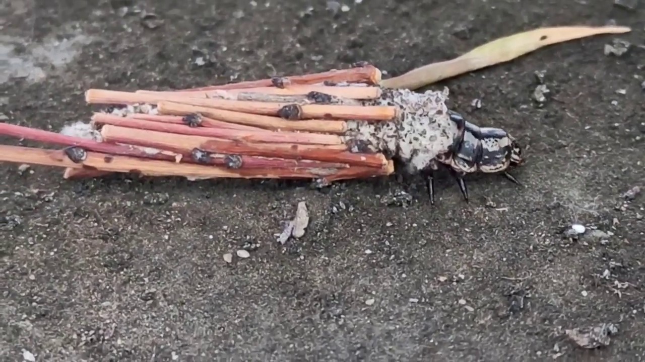 BagWorm Moving with its Bag | weird insect - YouTube