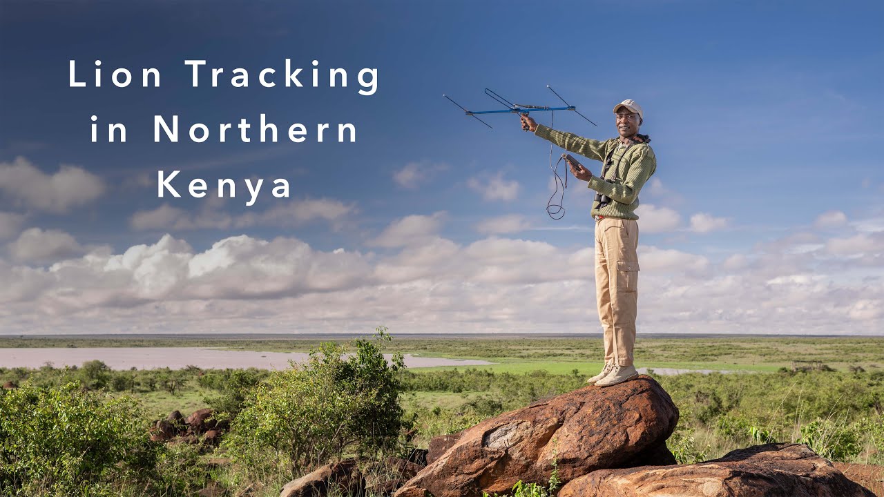 Lion Tracking - WILDLIFE PHOTOGRAPHY ON SAFARI - YouTube