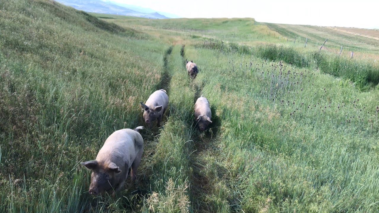 The Great Pig Roundup - YouTube