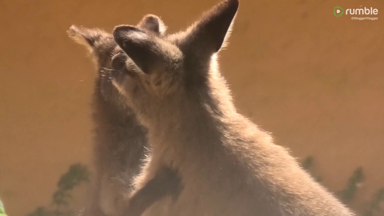 El amor de San Valentín está en el aire con estos canguros - YouTube