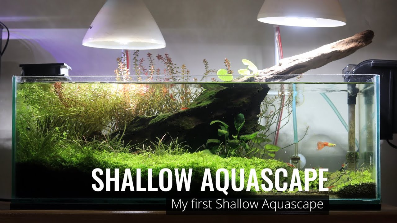 Shallow Aquascape - My First Shallow Tank Aquascape | AquaNano - YouTube