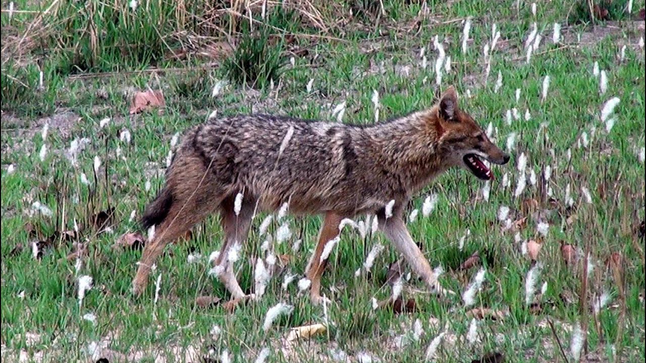 Golden Jackal (Canis aureus) spotted in Bandhavgarh - YouTube