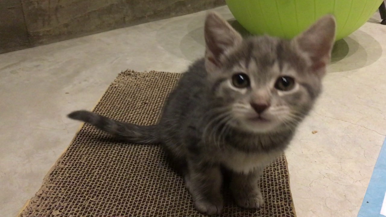 Weird kitten meow - YouTube