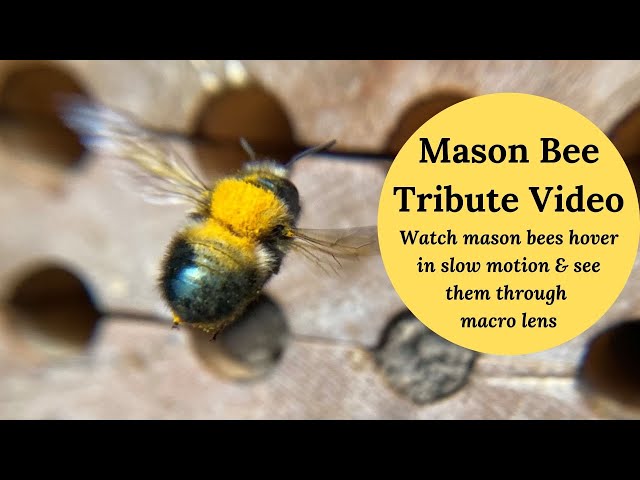 Teach Kids About Mason Bees