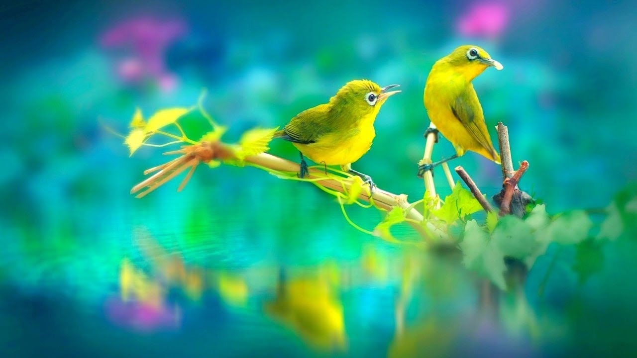 5 MINUTES OF SOOTHING NATURE + BIRD CHIRPING SOUND - YouTube
