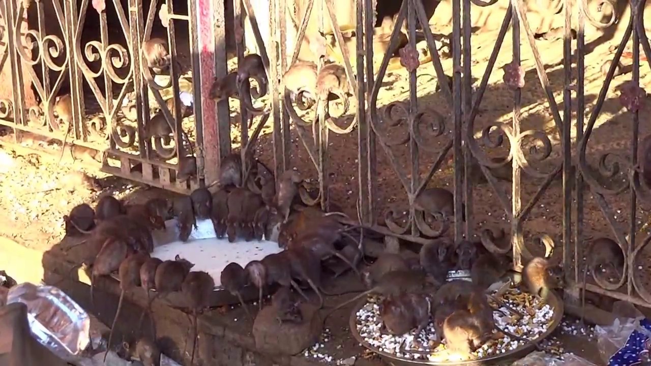 インド ネズミ寺院 Mouse Temple in India - YouTube