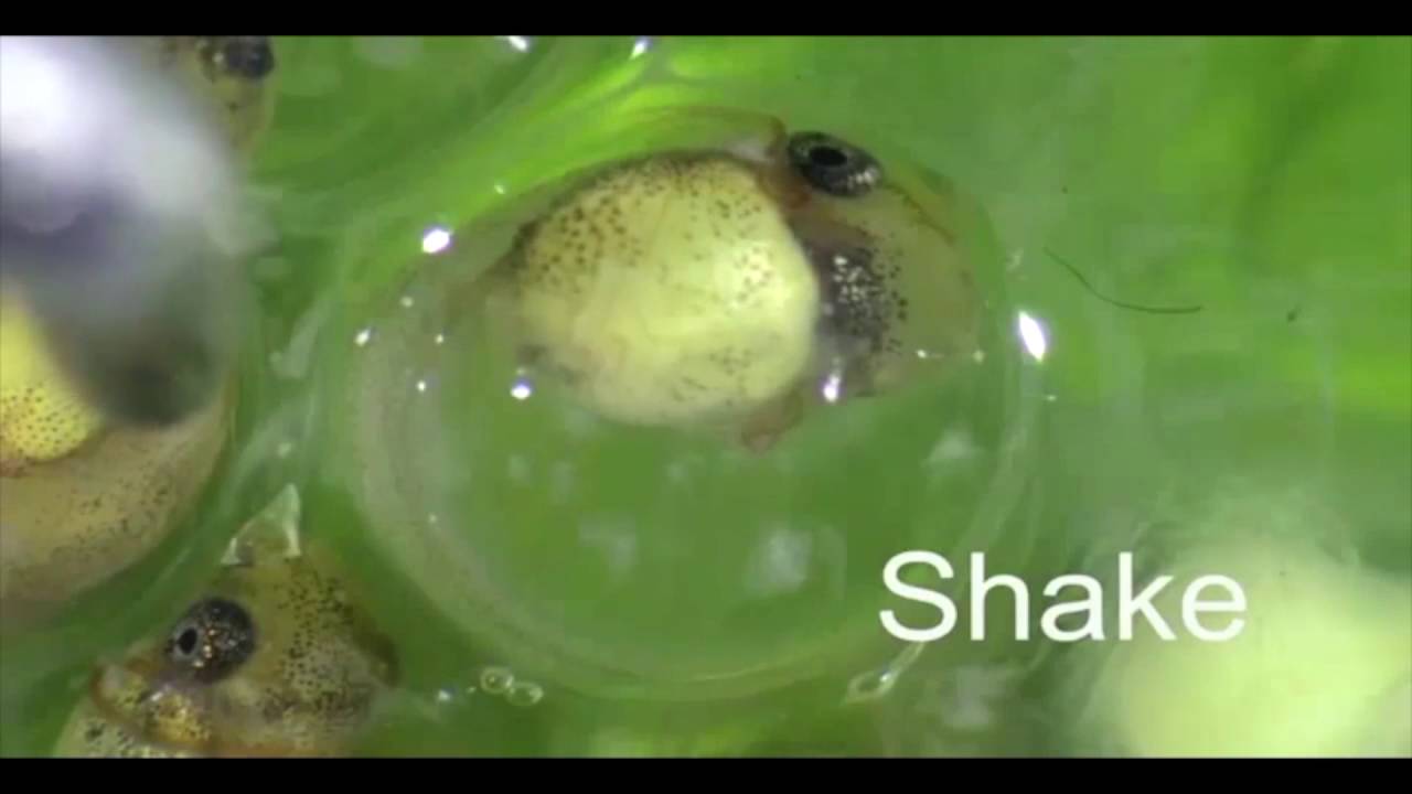 Meski dalam Kandungan, Embrio Katak Ini Mampu Menghindari Predator 1 ...