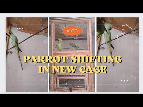Parrots ko new cage me shift krdiya🙂 | mera garmi sey bura haal😰# ...